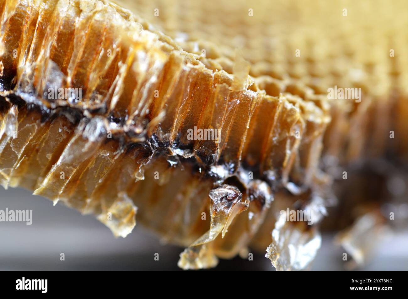honeycomb, a mass of hexagonal prismatic cells built from beeswax by ...