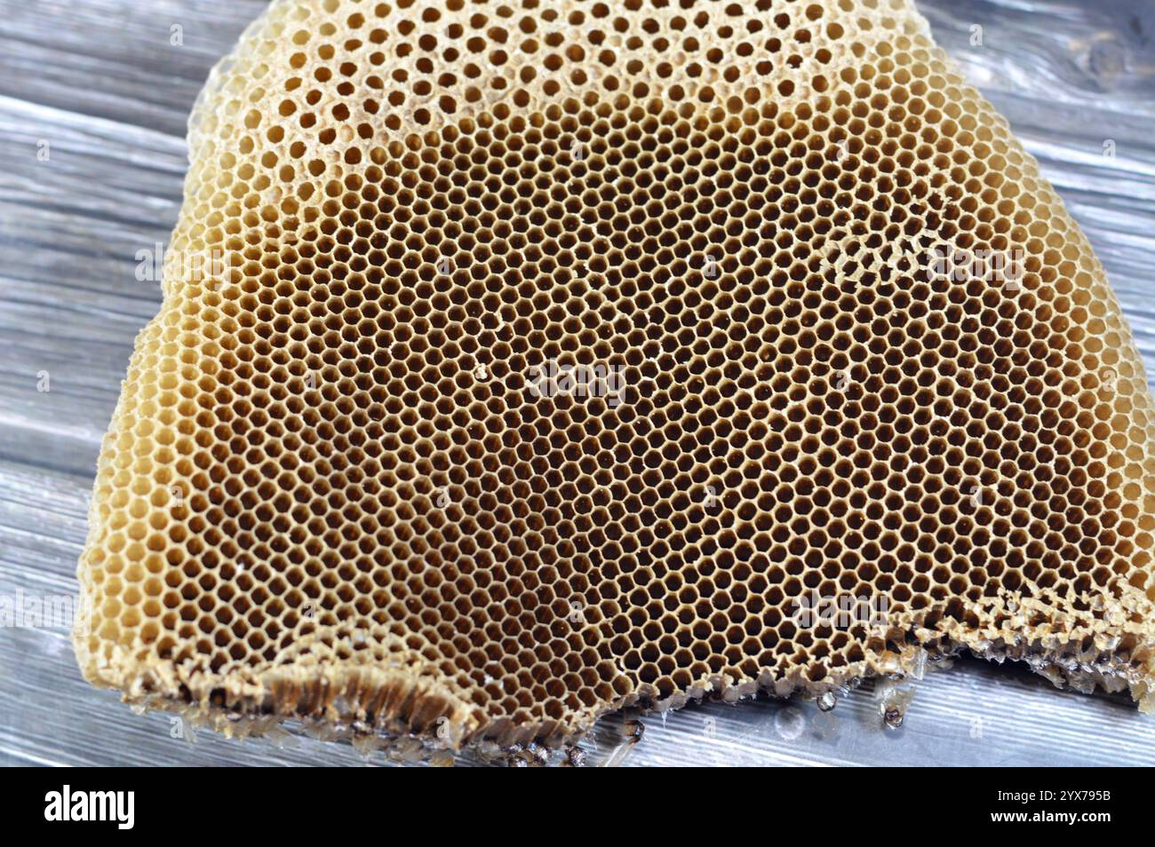 honeycomb, a mass of hexagonal prismatic cells built from beeswax by ...