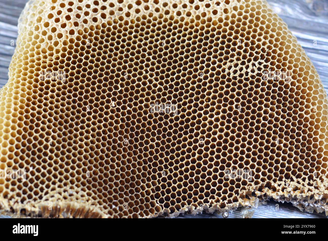 honeycomb, a mass of hexagonal prismatic cells built from beeswax by ...