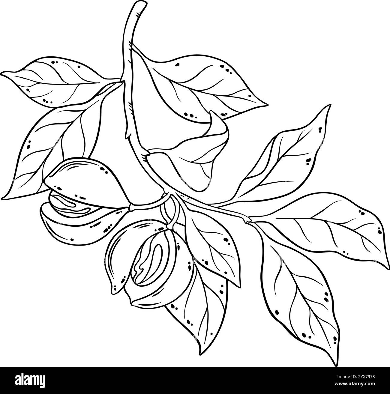 Indian nutmeg Black and White Stock Photos & Images - Alamy