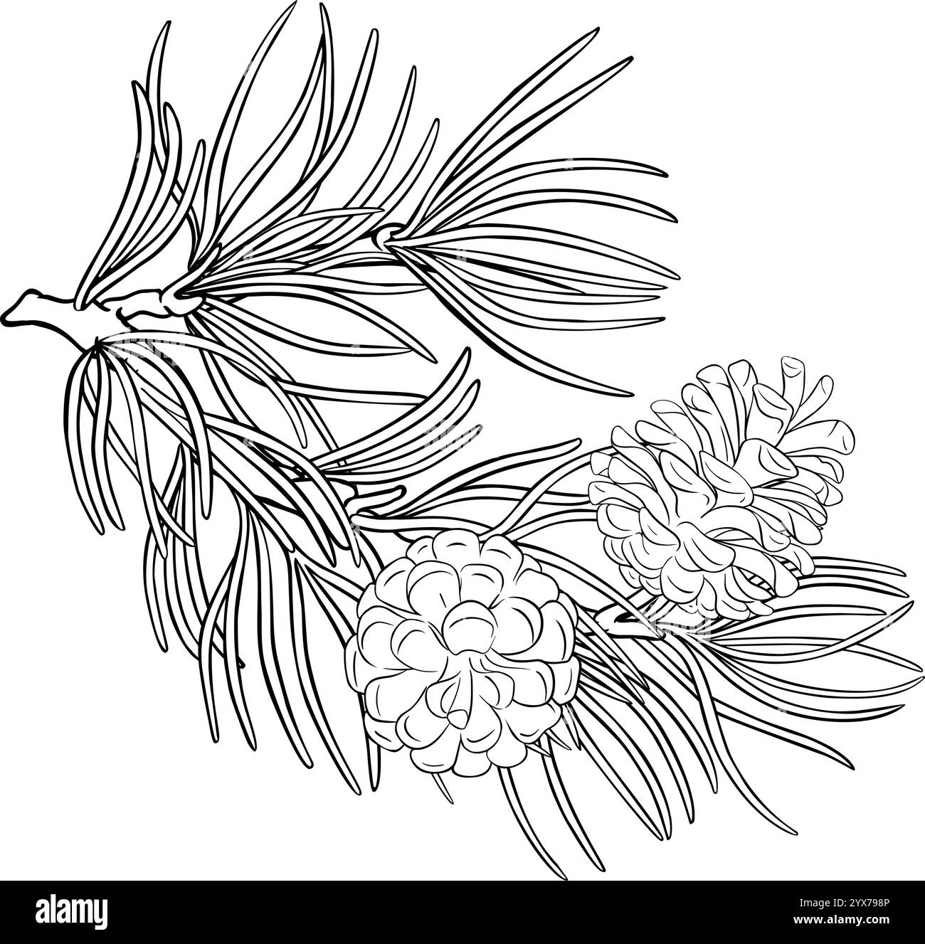 Pine Branch Isolated Outline Illustration Stock Vector Image & Art - Alamy