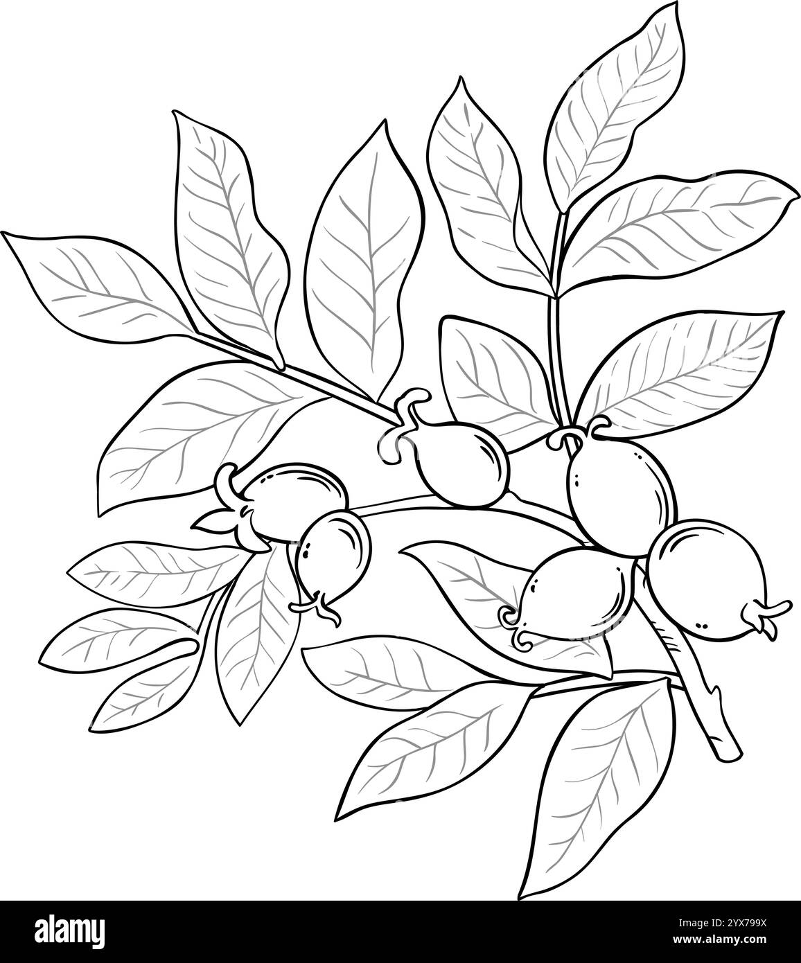 Walnut Branch Isolated Outline Illustration Stock Vector Image & Art ...