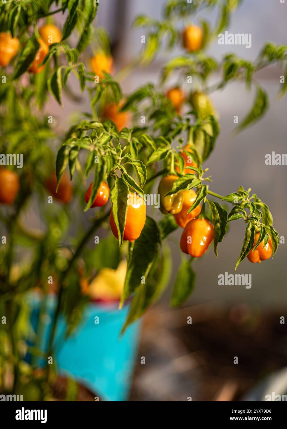 colorful peppers of various shapes and colors, blurred background ...