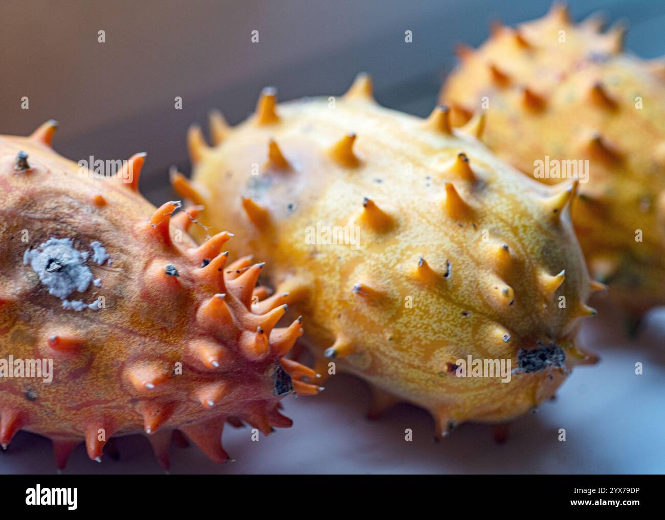 photo of Cucumis metuliferus, commonly known as African horned cucumber ...