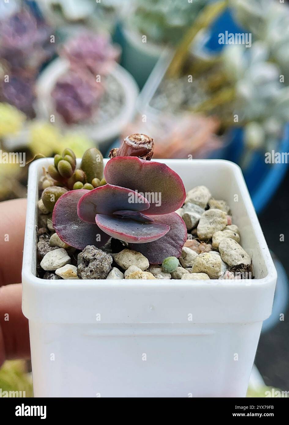 Echeveria blue frills hi-res stock photography and images - Alamy