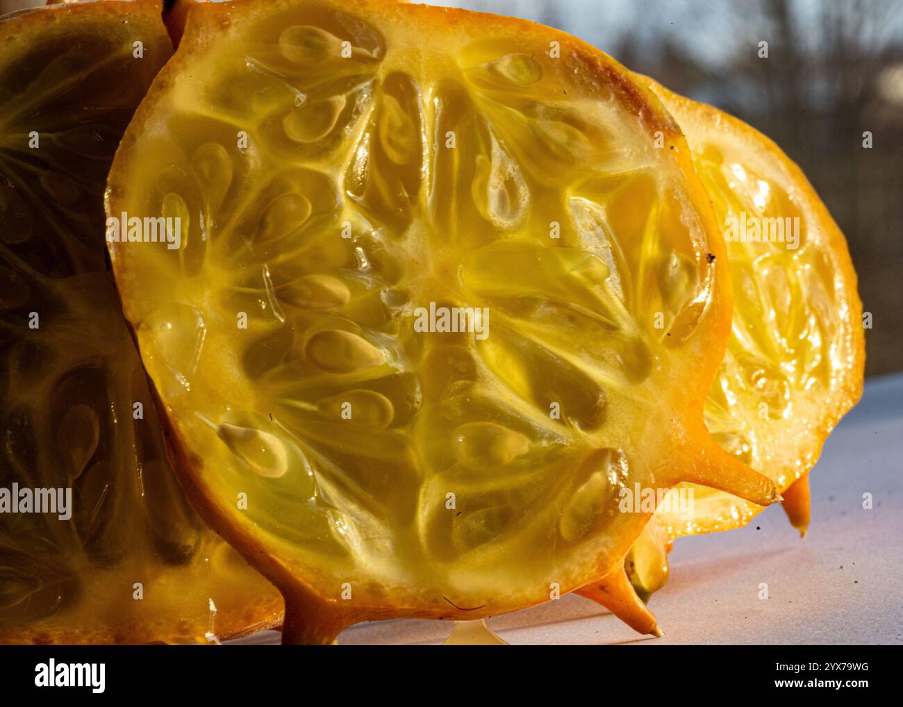 photo of a cutaway of Cucumis metuliferus, commonly known as African ...