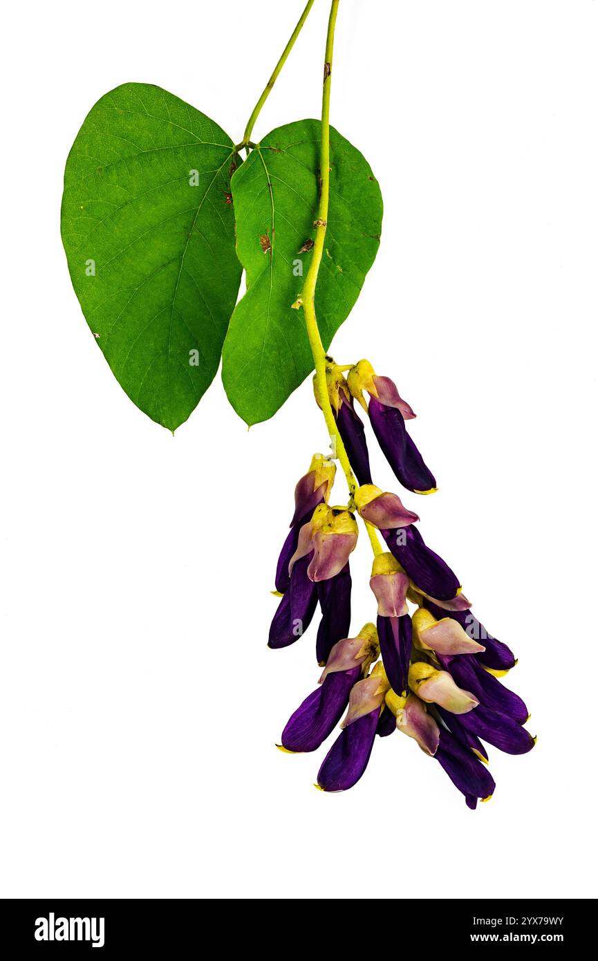 Itchy plant Cut Out Stock Images & Pictures - Alamy