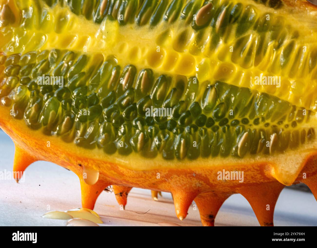 photo of a cutaway of Cucumis metuliferus, commonly known as African ...