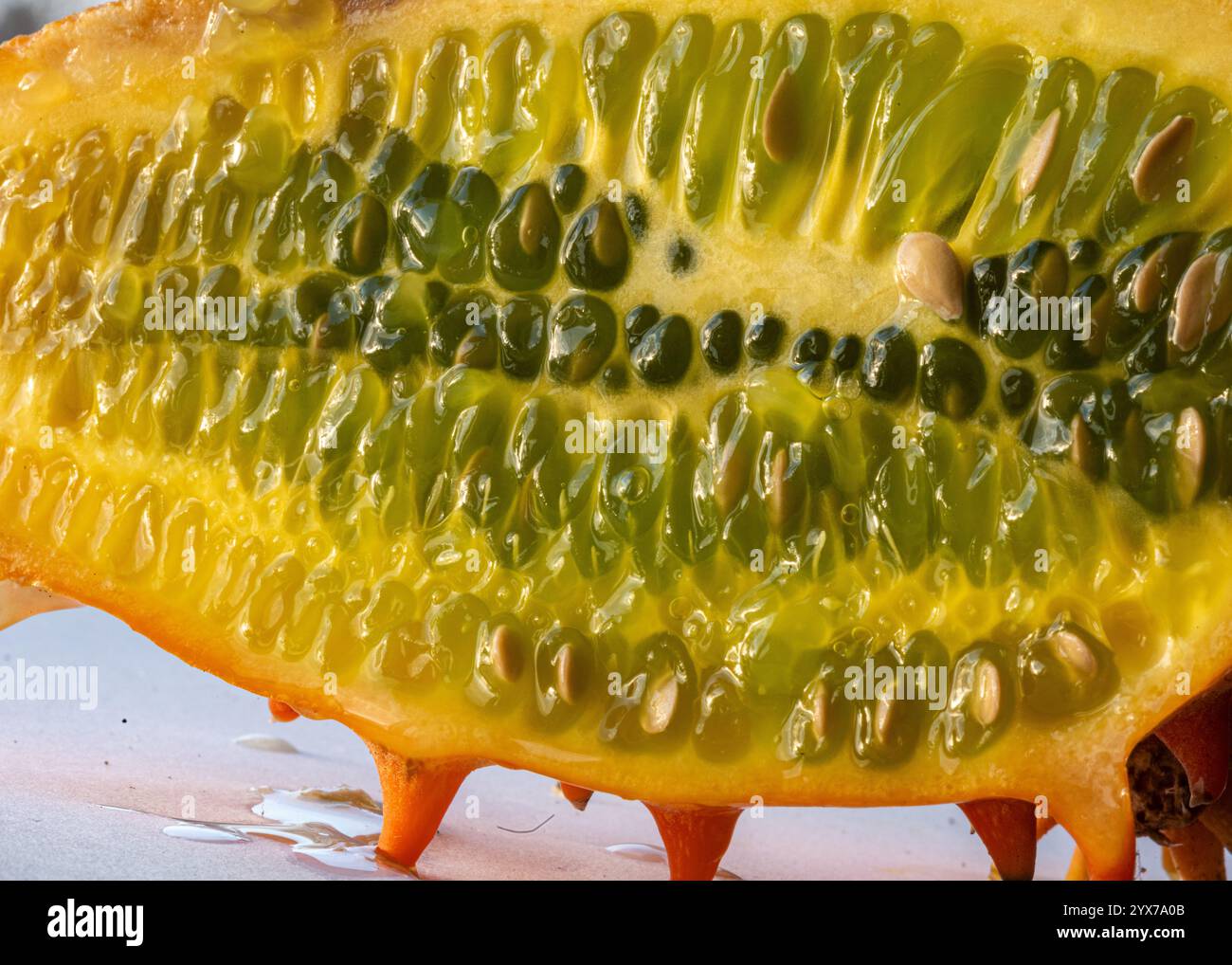 photo of a cutaway of Cucumis metuliferus, commonly known as African ...