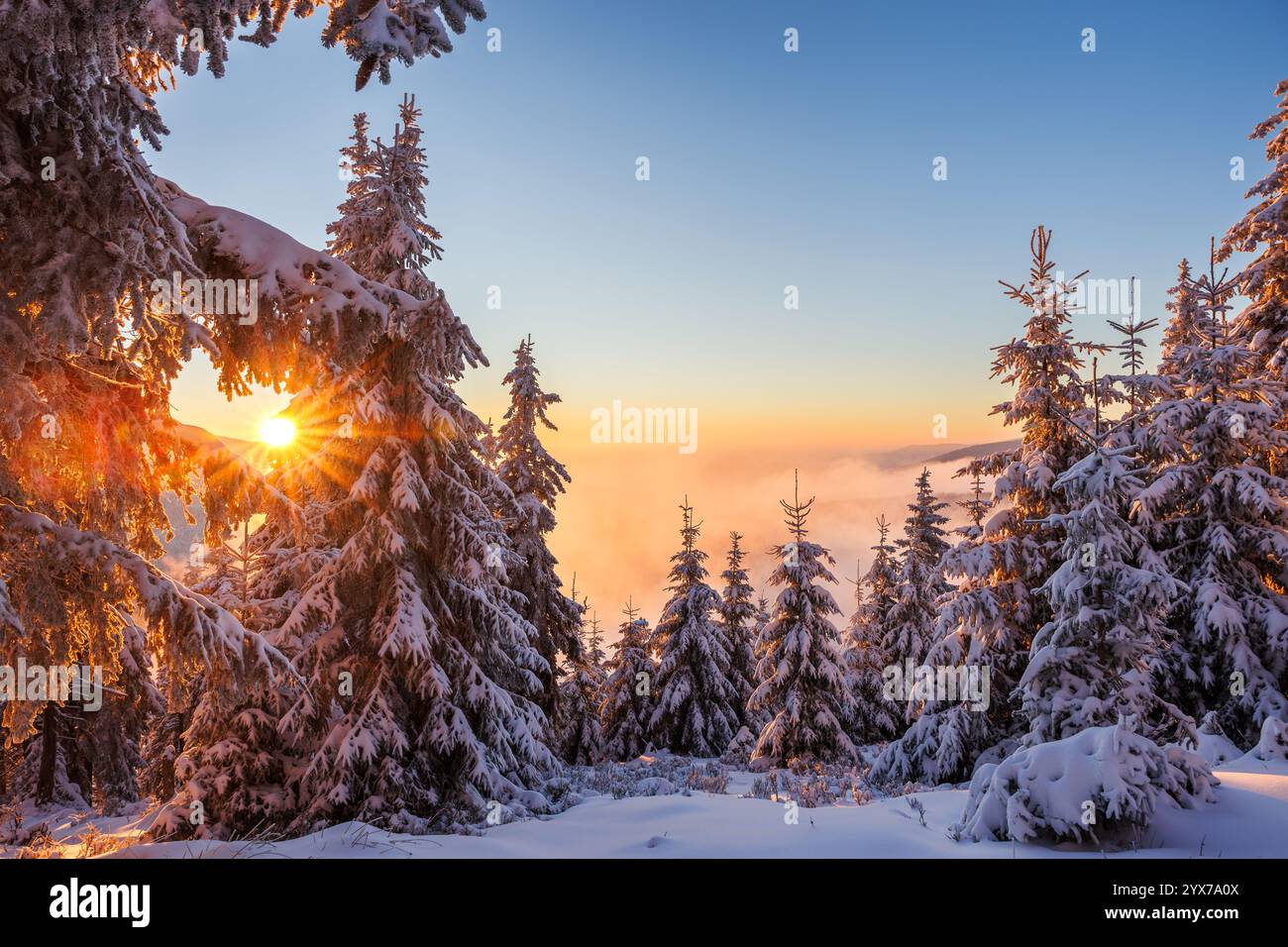Winter forest sunbeams through hi-res stock photography and images - Alamy