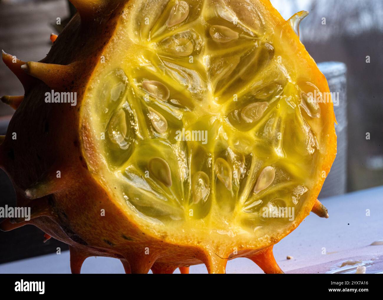 photo of a cutaway of Cucumis metuliferus, commonly known as African ...