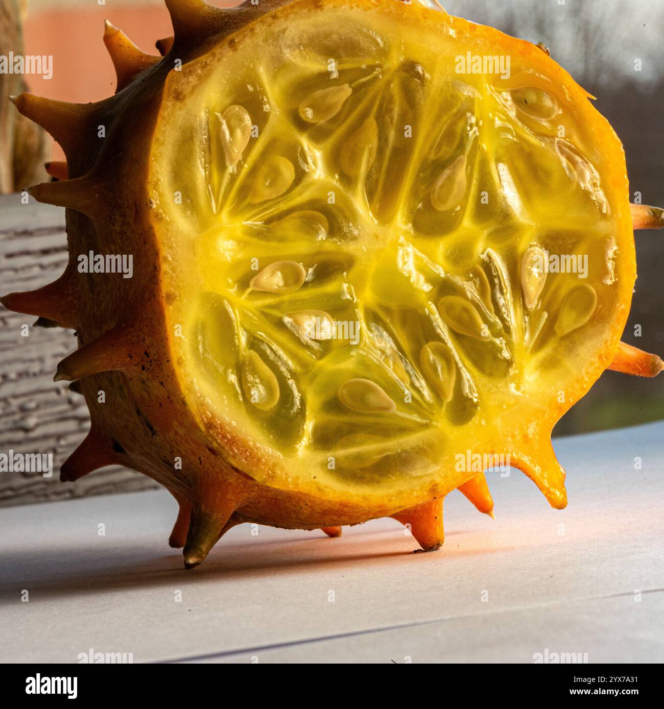 photo of a cutaway of Cucumis metuliferus, commonly known as African ...