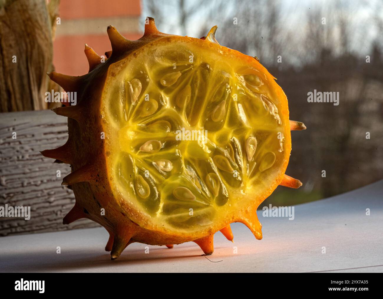 photo of a cutaway of Cucumis metuliferus, commonly known as African ...