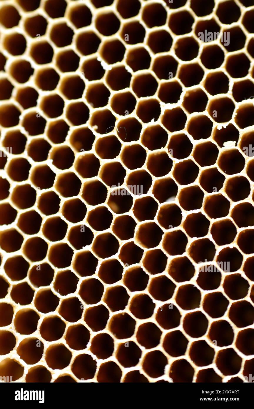 honeycomb, a mass of hexagonal prismatic cells built from beeswax by ...