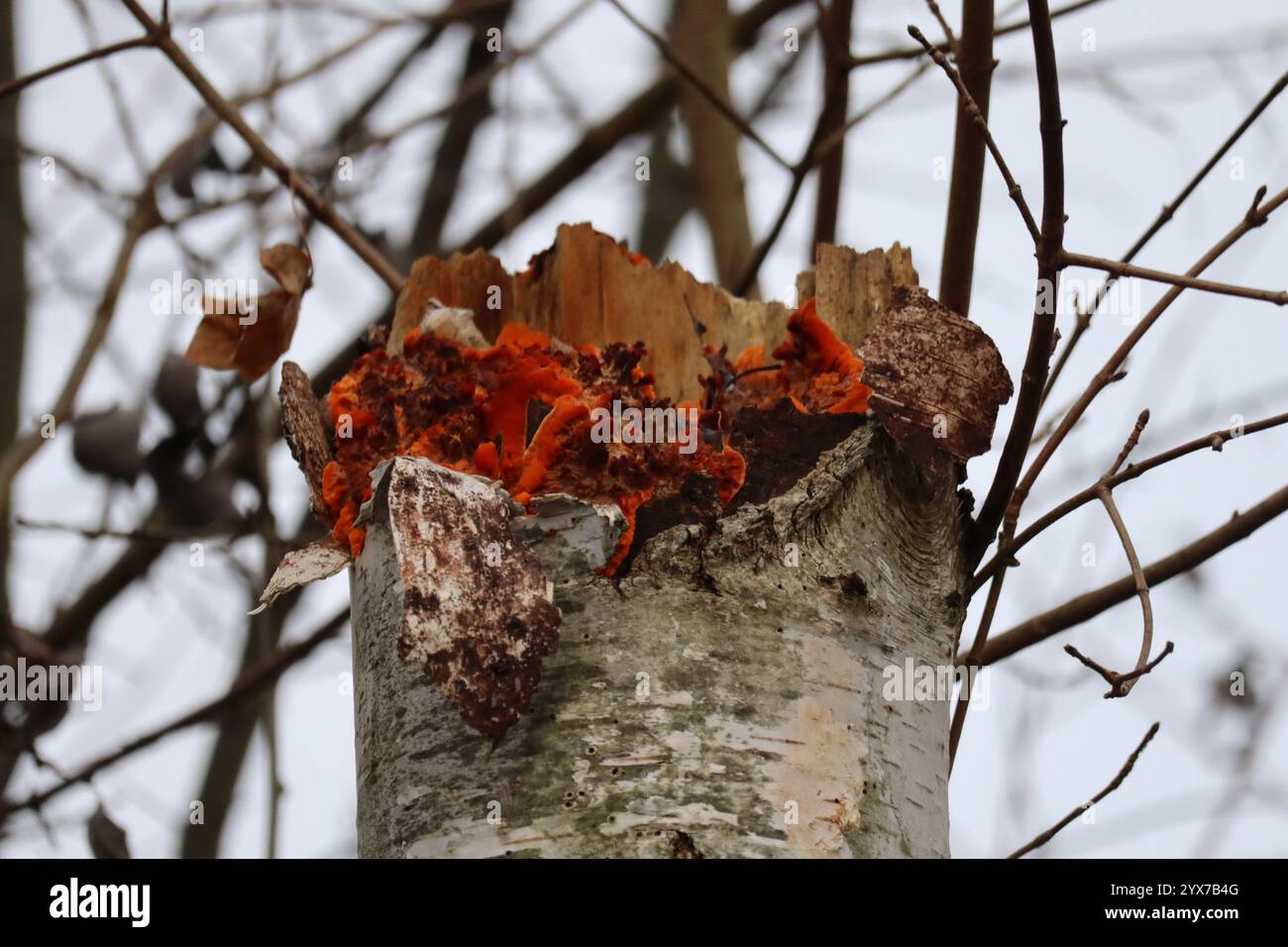 Vein tip hi-res stock photography and images - Alamy