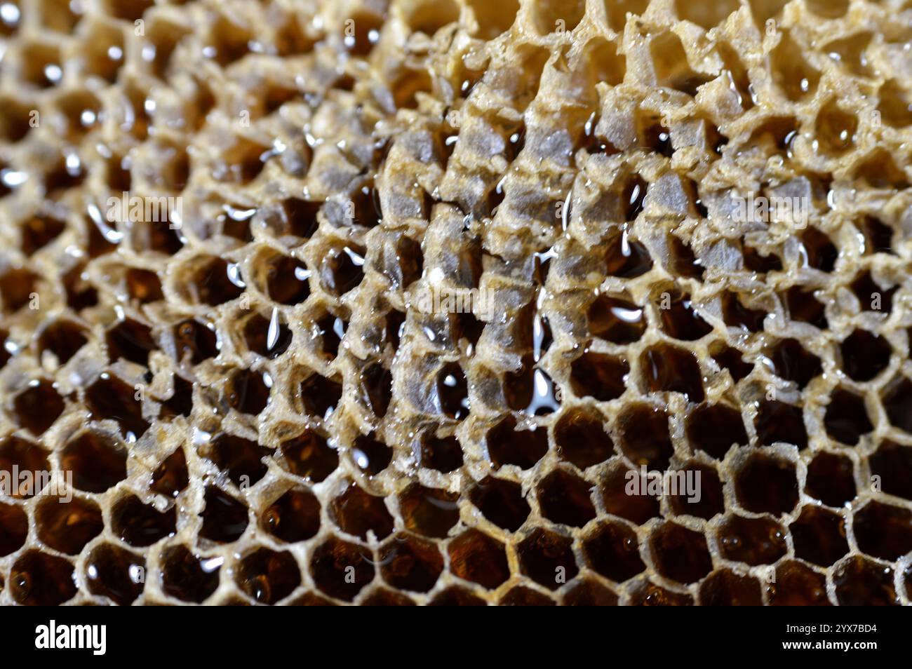 honeycomb, a mass of hexagonal prismatic cells built from beeswax by ...