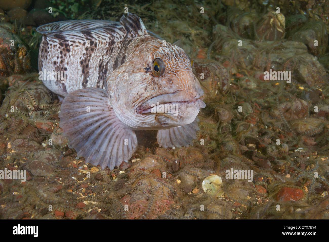 Atlantic Wolffish hunting Brittle Stars at St. Abbs in the Berwickshire ...
