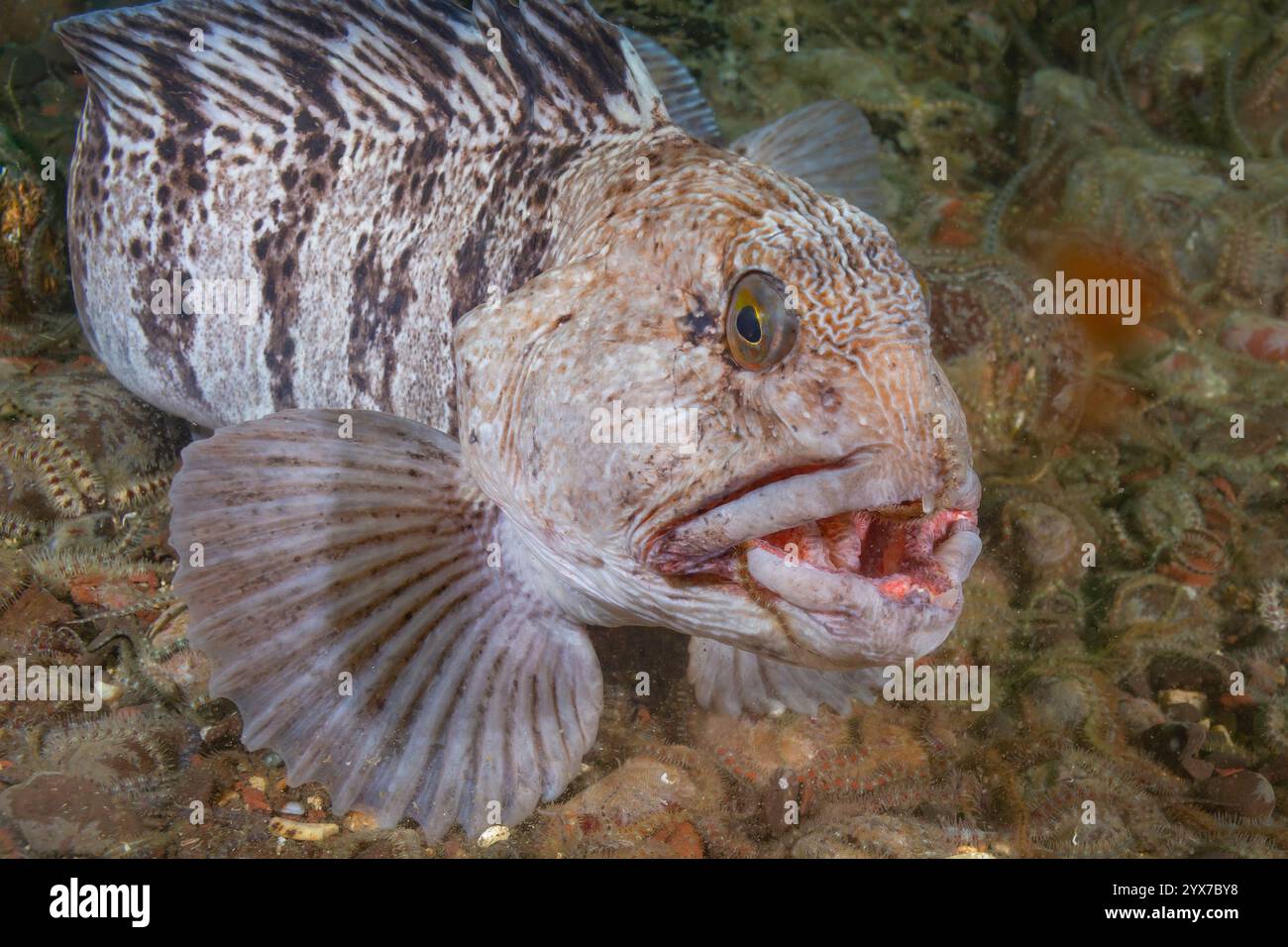 Atlantic Wolffish hunting Brittle Stars at St. Abbs in the Berwickshire ...
