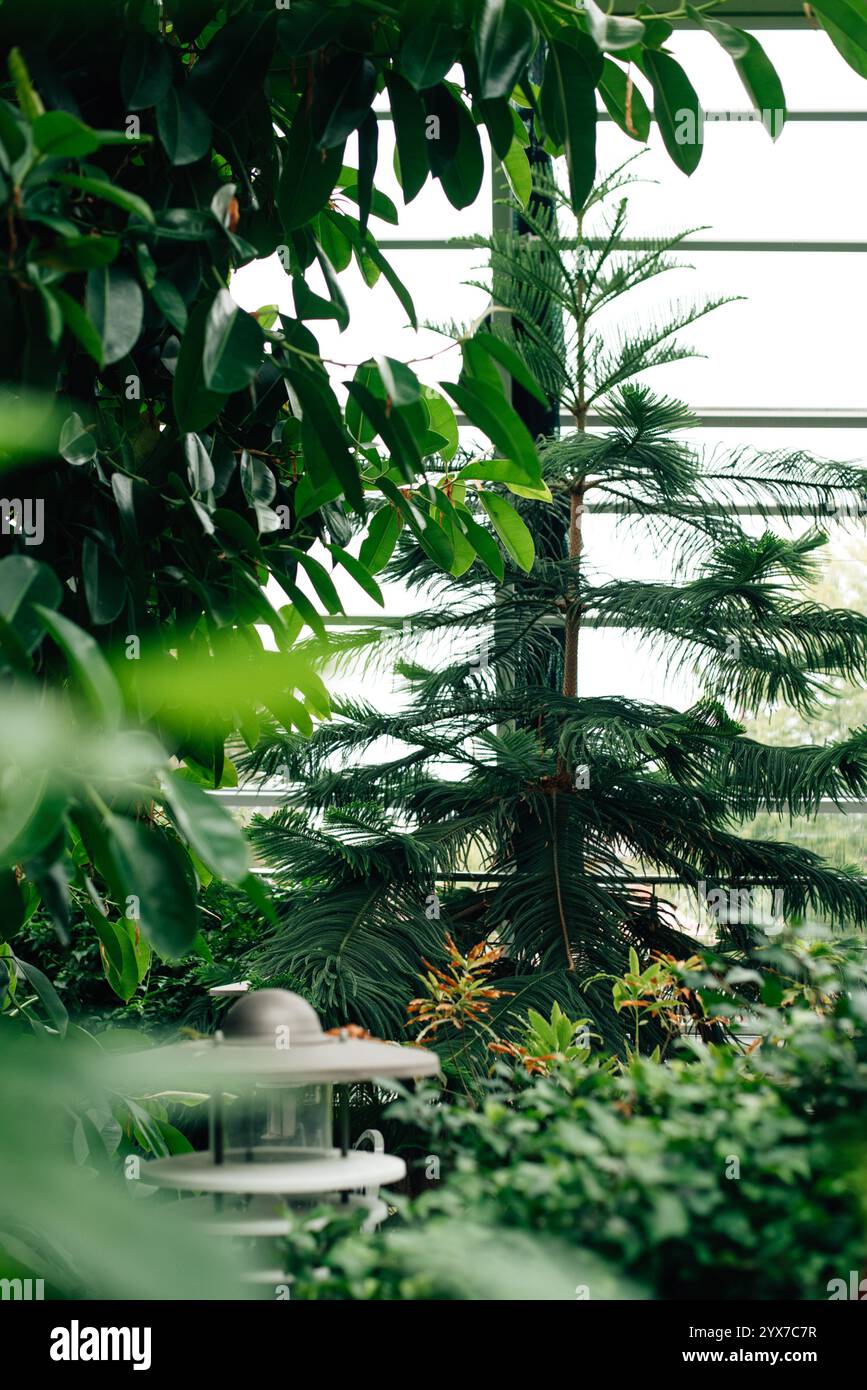 many green plants in the botanical garden Stock Photo - Alamy
