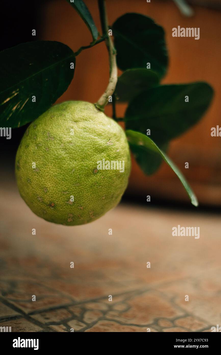 big green lemon in botanical garden Stock Photo - Alamy