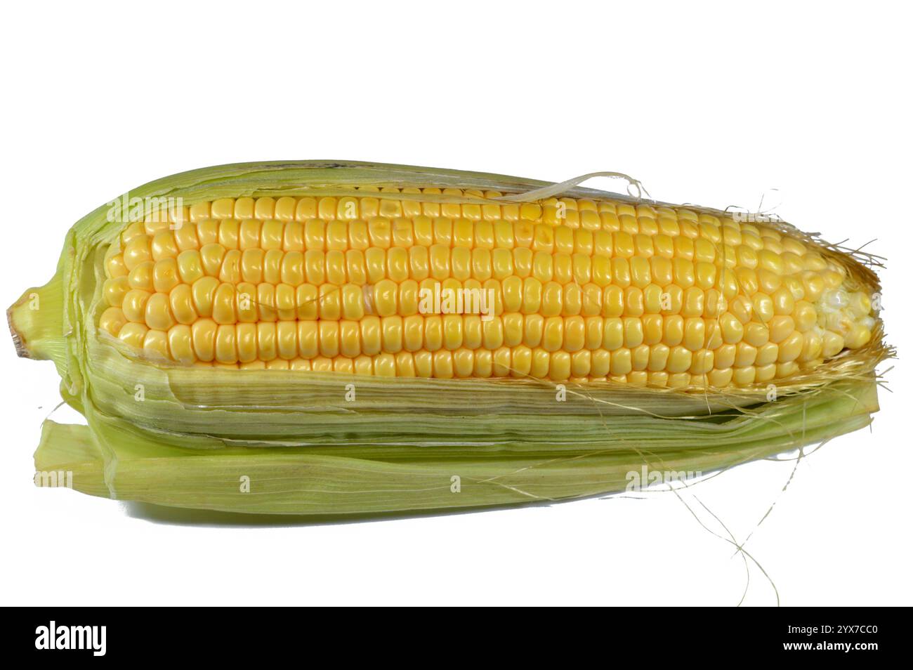 Sweet corn, sweetcorn sugar pole corn is a variety of maize with high ...
