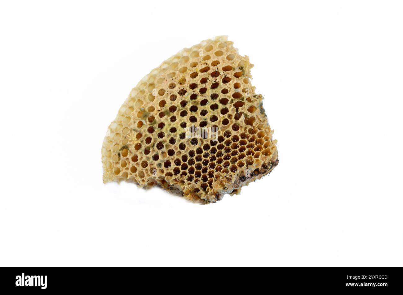 Mold on a dried honeycomb, mould, one of the structures that certain ...