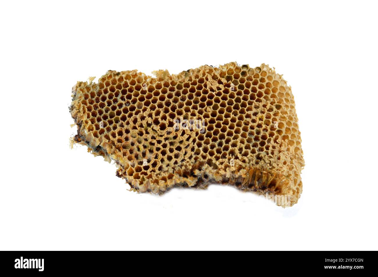 Mold on a dried honeycomb, mould, one of the structures that certain ...
