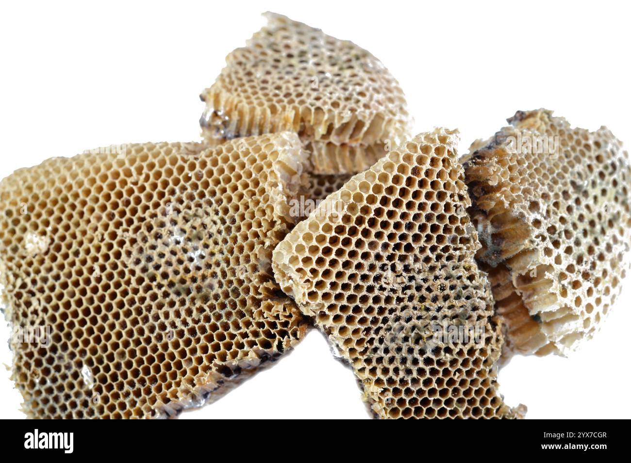 Mold on a dried honeycomb, mould, one of the structures that certain ...