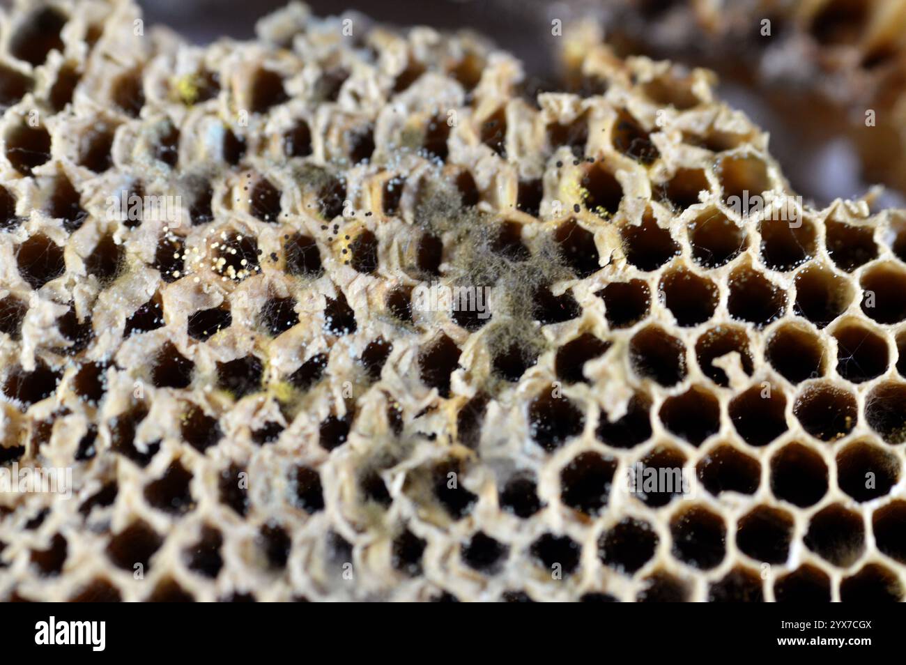 Mold on a dried honeycomb, mould, one of the structures that certain ...