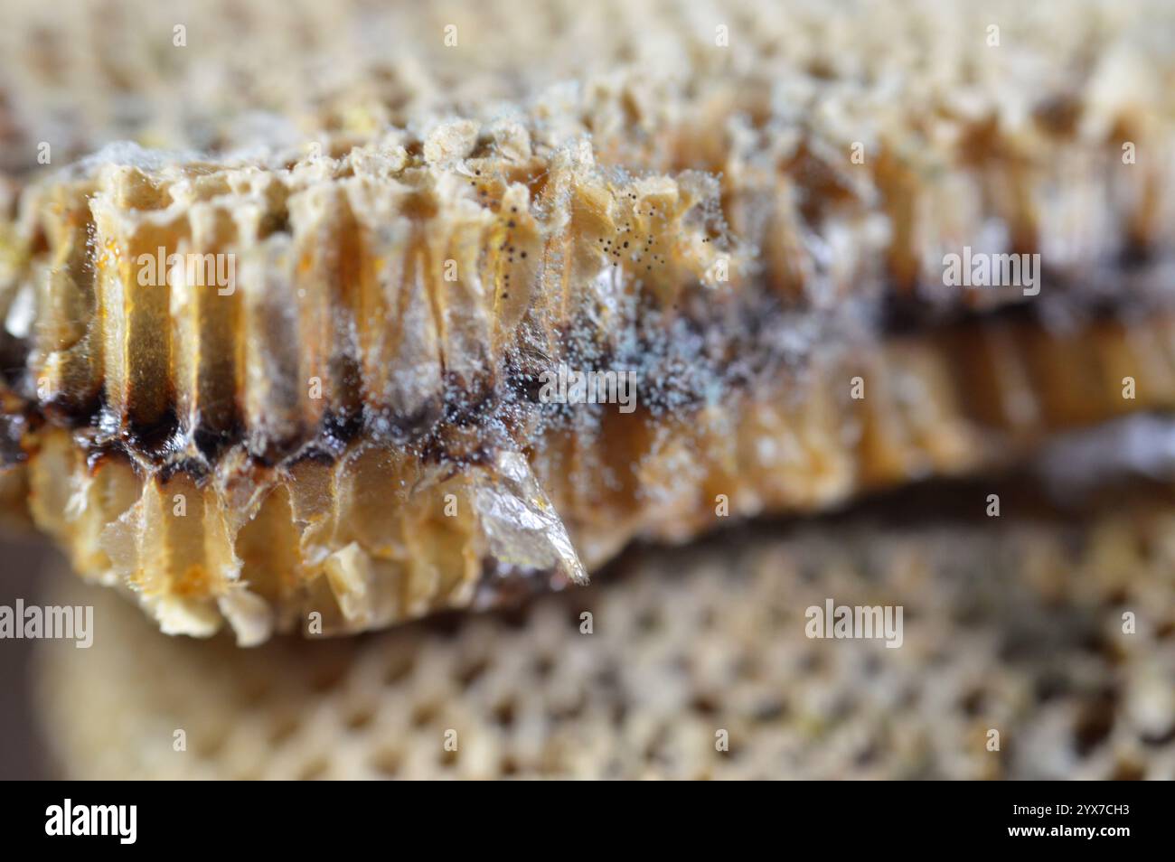 Mold on a dried honeycomb, mould, one of the structures that certain ...