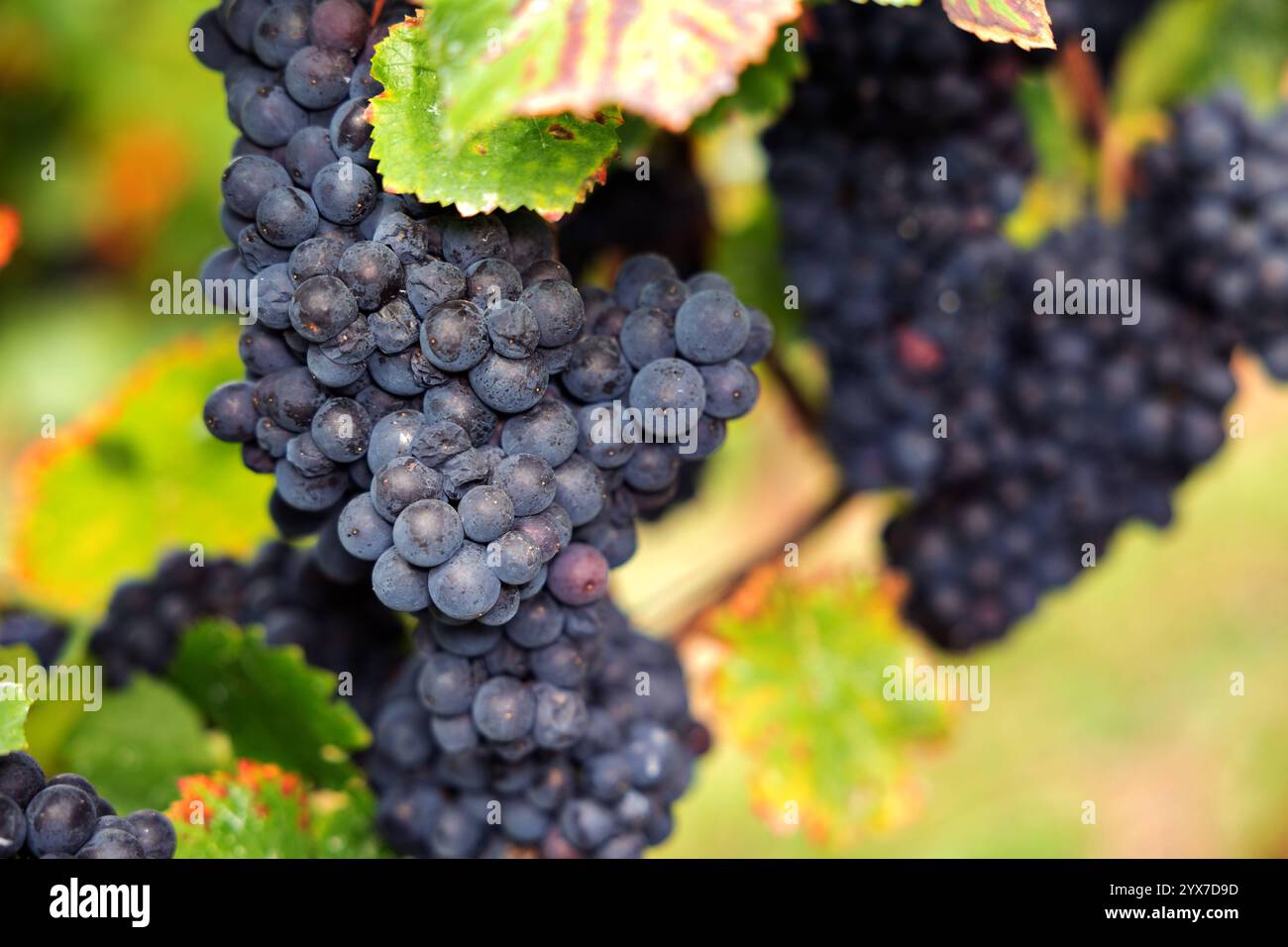 Close-up hanging blue grapes, ripe and ready to harvest. wine grapes ...