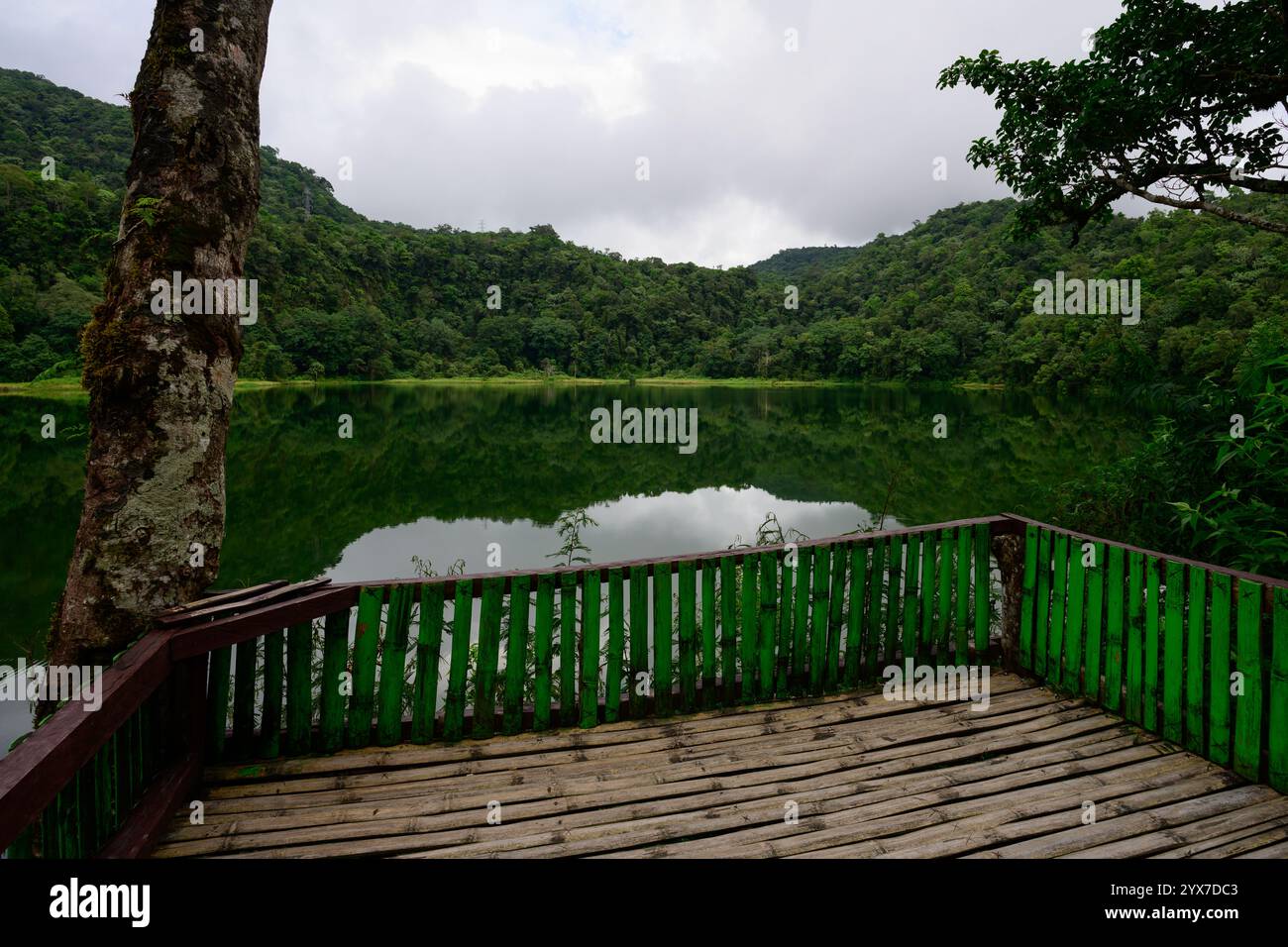 Rana mese hi-res stock photography and images - Alamy
