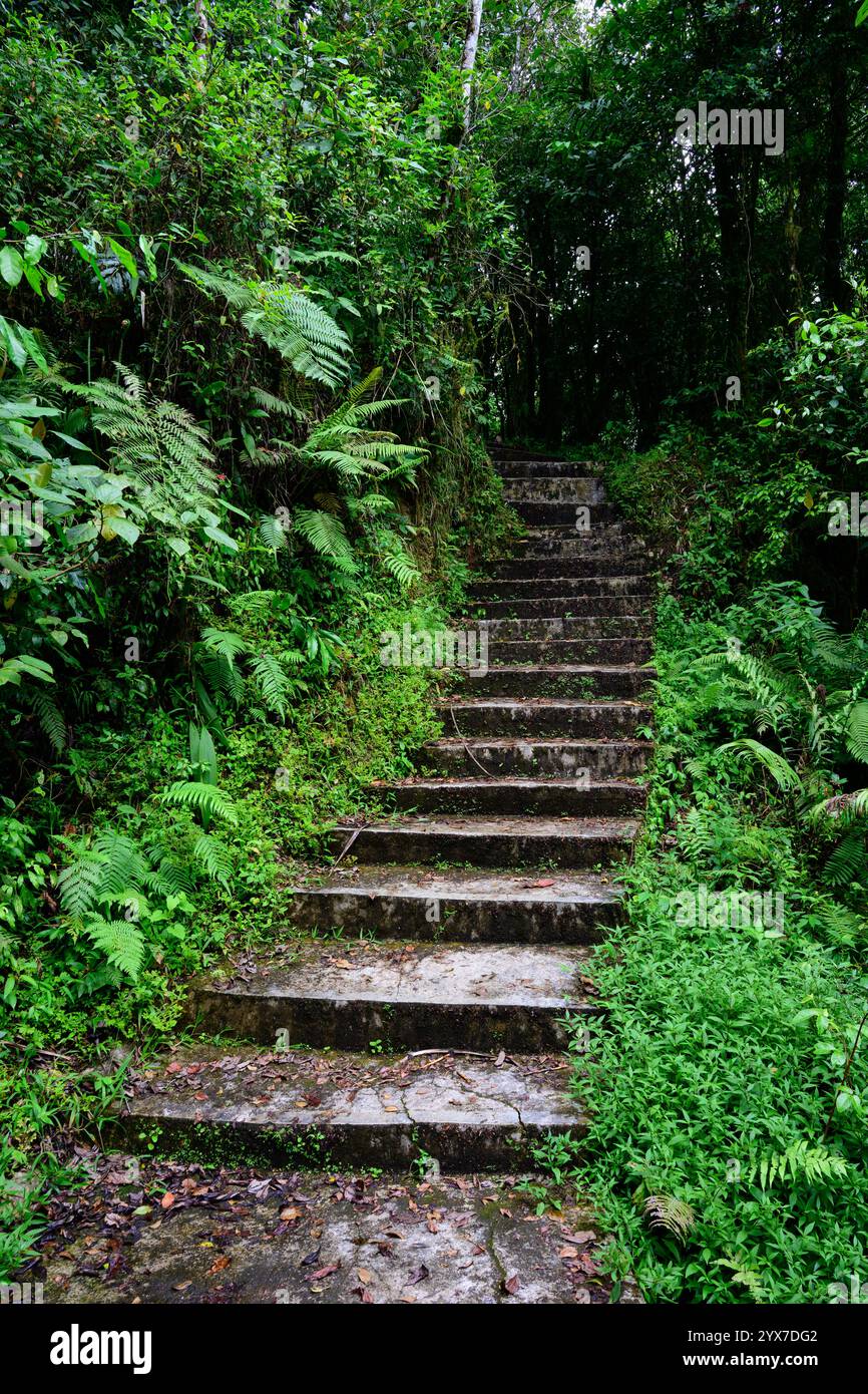 Hiking Path through the Jungle with Stairs at Ranamese, Flores ...