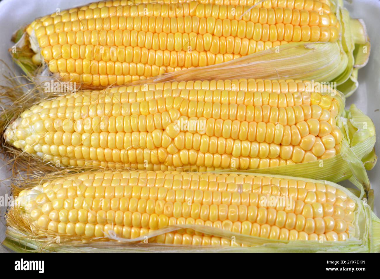 Sweet corn, sweetcorn sugar pole corn is a variety of maize with high ...