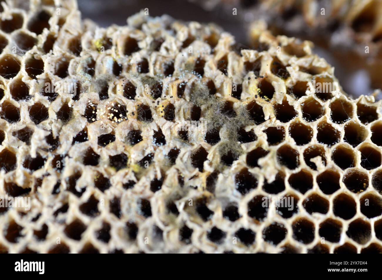 Mold on a dried honeycomb, mould, one of the structures that certain ...