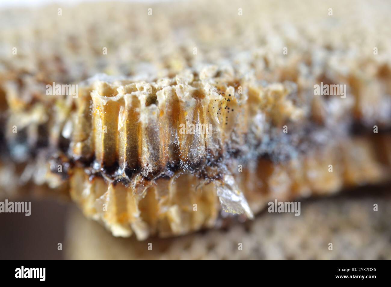 Mold on a dried honeycomb, mould, one of the structures that certain ...
