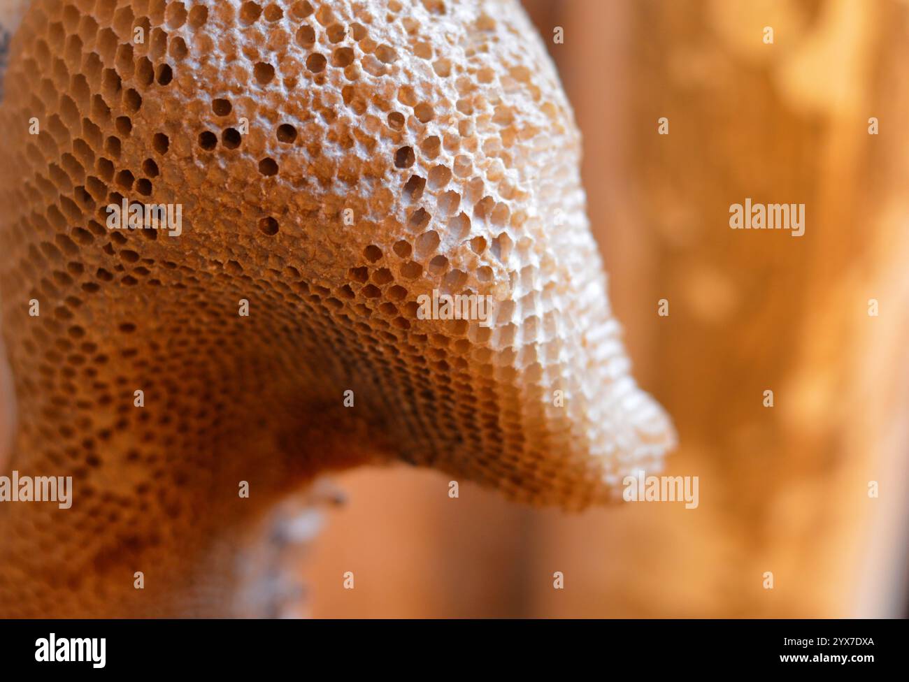 honeycomb, a mass of hexagonal prismatic cells built from beeswax by ...