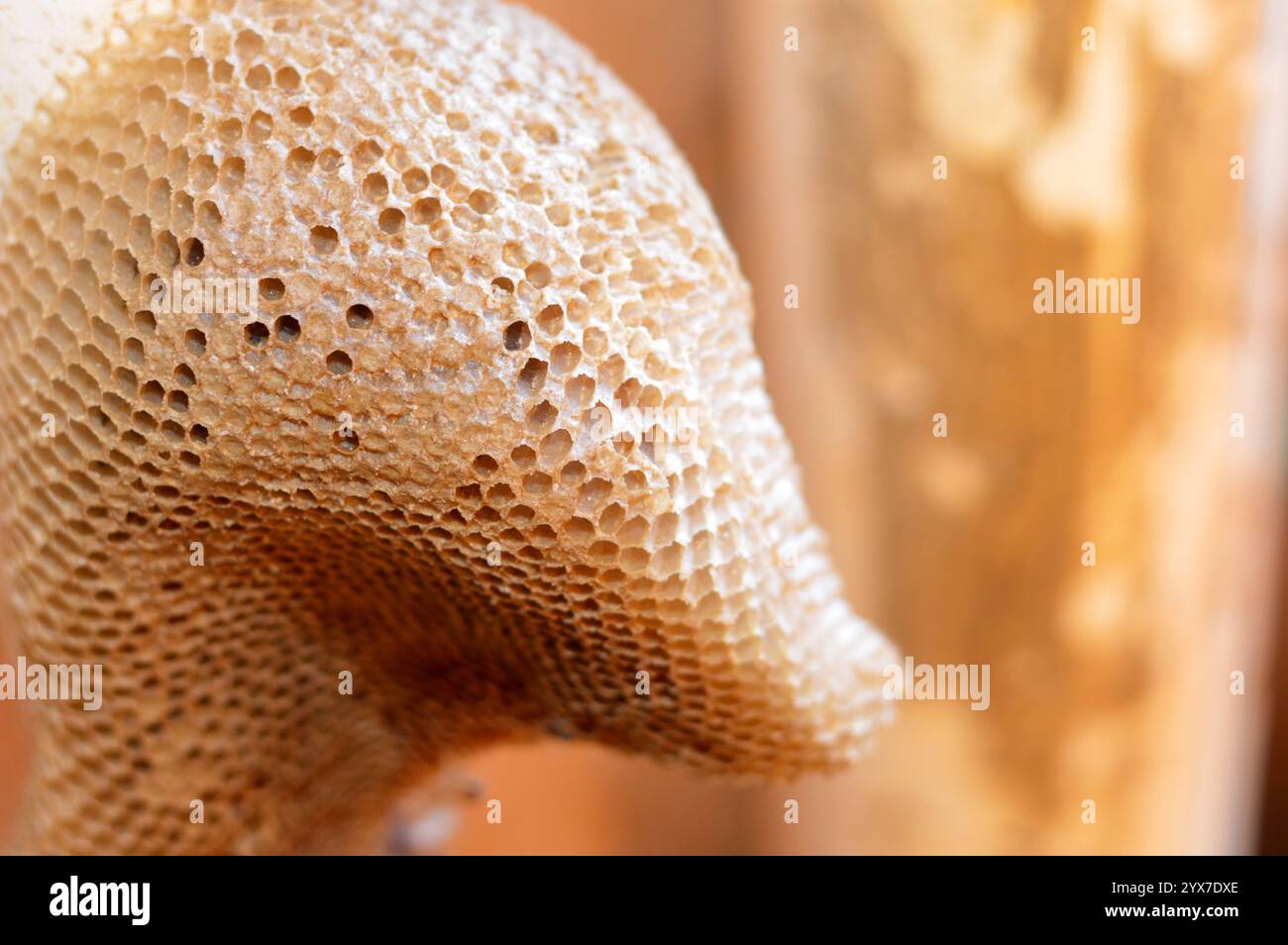 honeycomb, a mass of hexagonal prismatic cells built from beeswax by ...