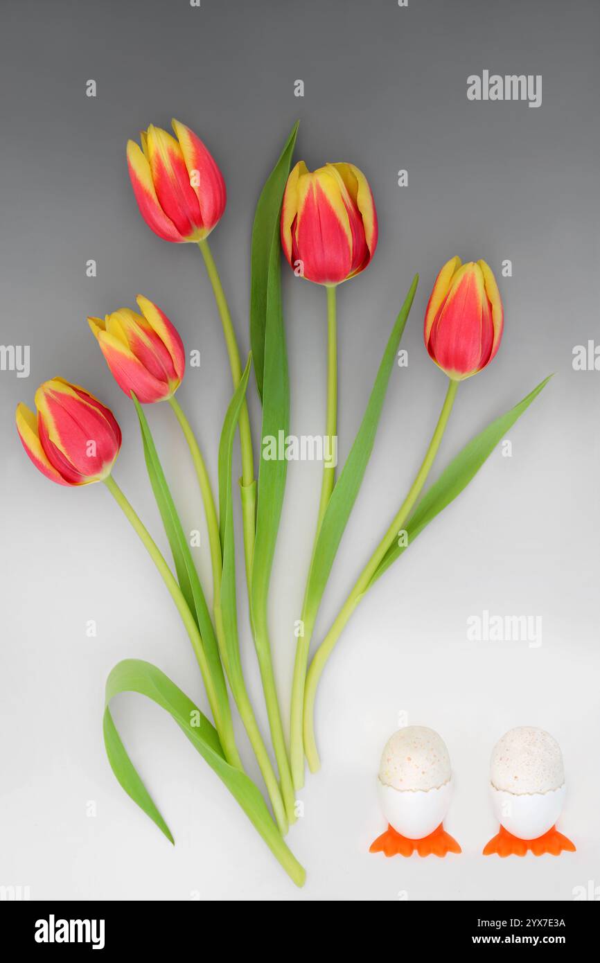 Easter eggs in cute egg cups with red and yellow striped tulip flowers ...
