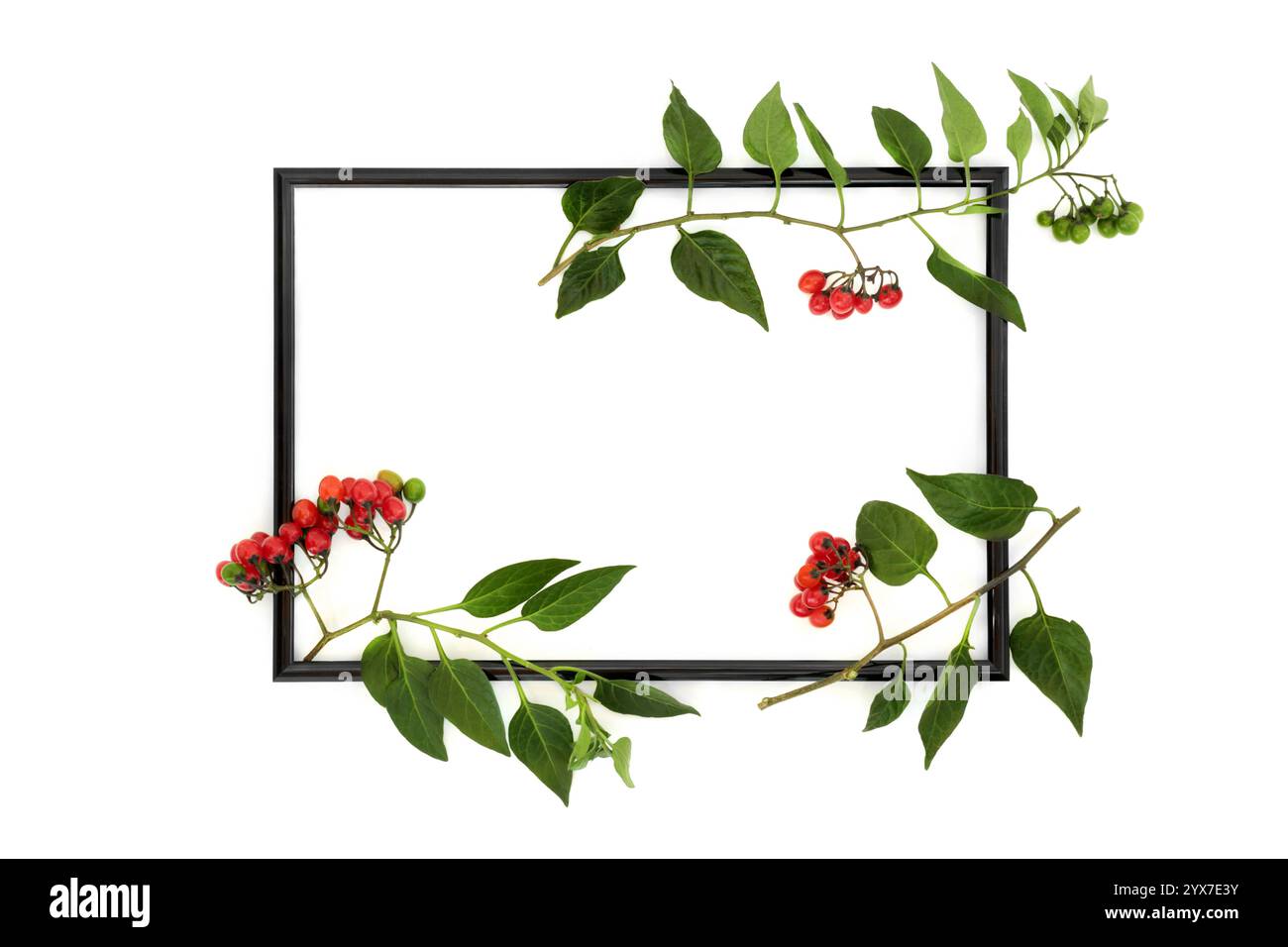 Deadlly nightshade poisonous plant background frame on white. Toxic red ...