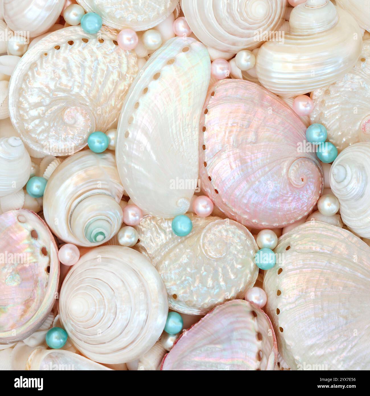 Sea shells and oyster pearl background with mother of pearl abalone ...