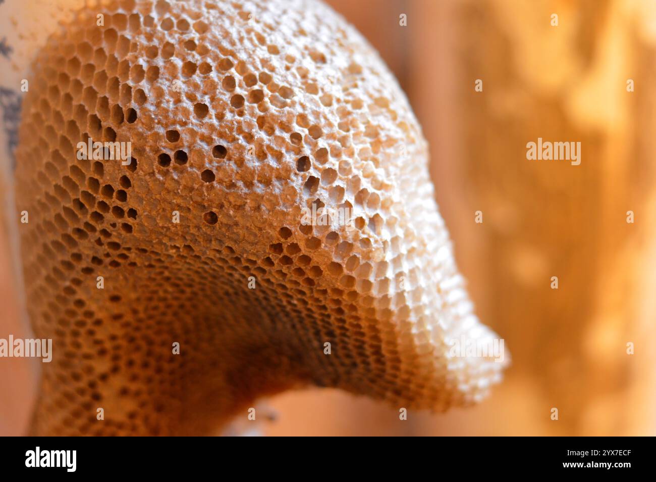 honeycomb, a mass of hexagonal prismatic cells built from beeswax by ...