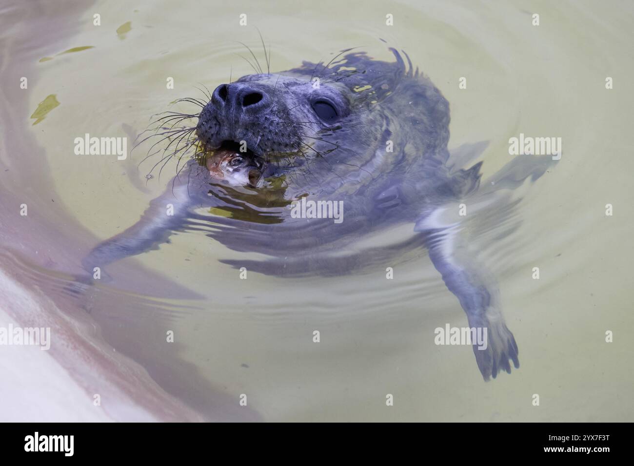 14 December 2024, Schleswig-Holstein, Friedrichskoog: The howler Jan ...