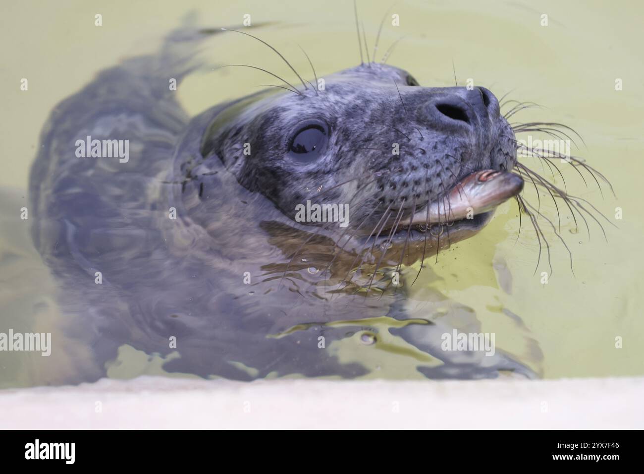 14 December 2024, Schleswig-Holstein, Friedrichskoog: The howler Jan ...