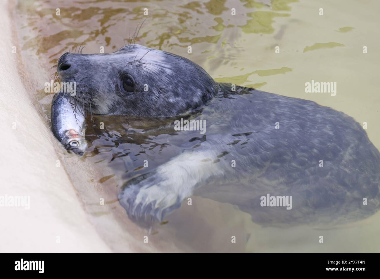 14 December 2024, Schleswig-Holstein, Friedrichskoog: The howler Jan ...