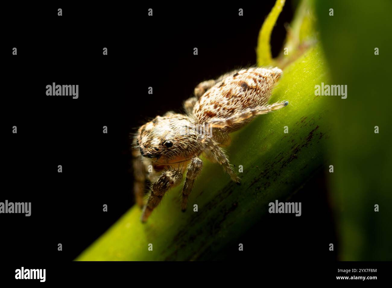 Jumping spider on a plant Stock Photo - Alamy