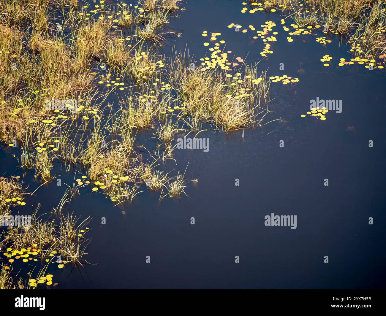 Water shield or slimewort (Brasenia schreberi) in the Okavango Delta in ...