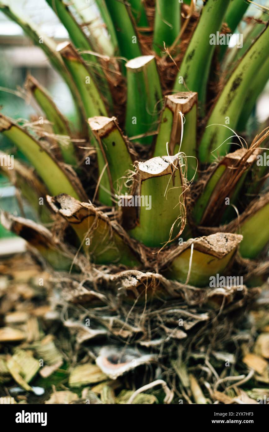 Date palm in a flower pot by the window with brown curtains, home ...