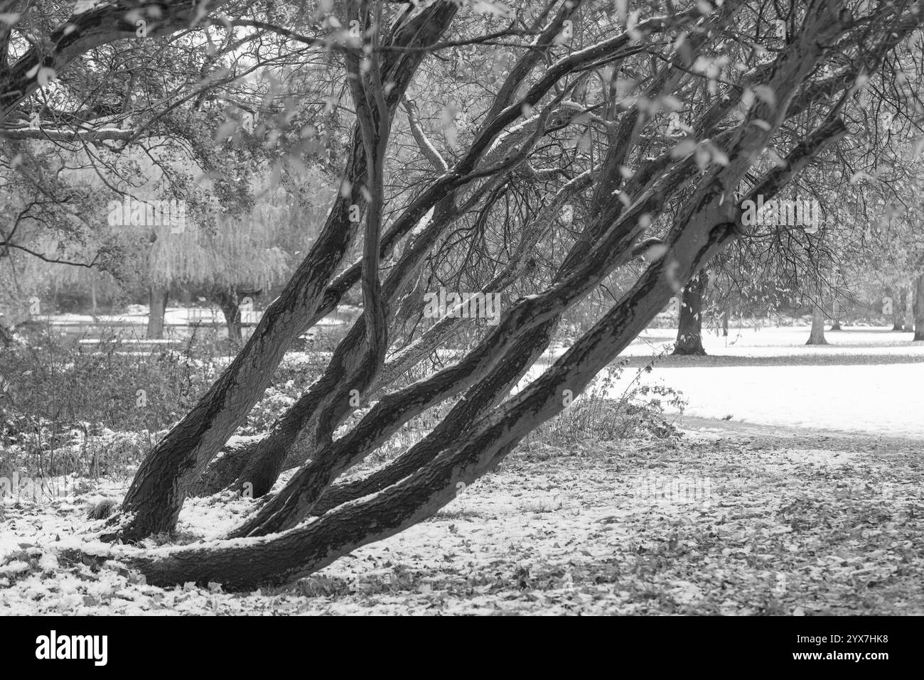 Prevailing winds, tops of trees grow, during winter months, natural ...