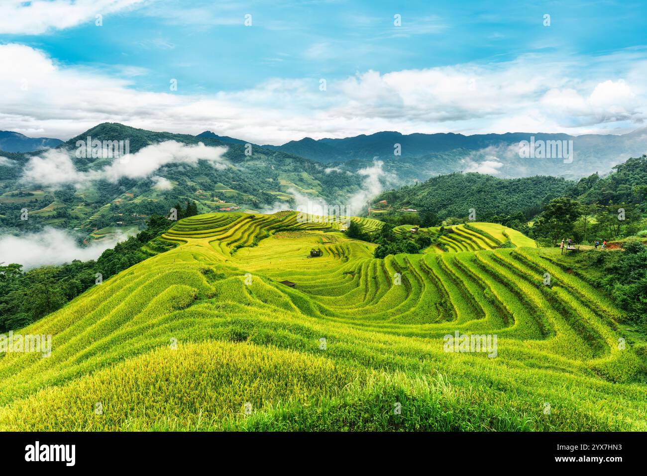 Viewpoint of lush rice field terraces on highland during harvest season ...